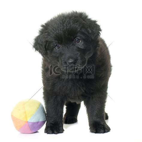 古代型德国牧羊犬高清摄影大图 千库网