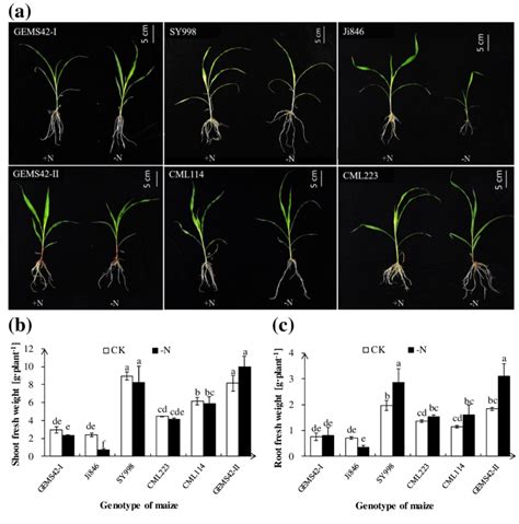 The Morphological Appearance A Roots Biomass B And Shoots Biomass