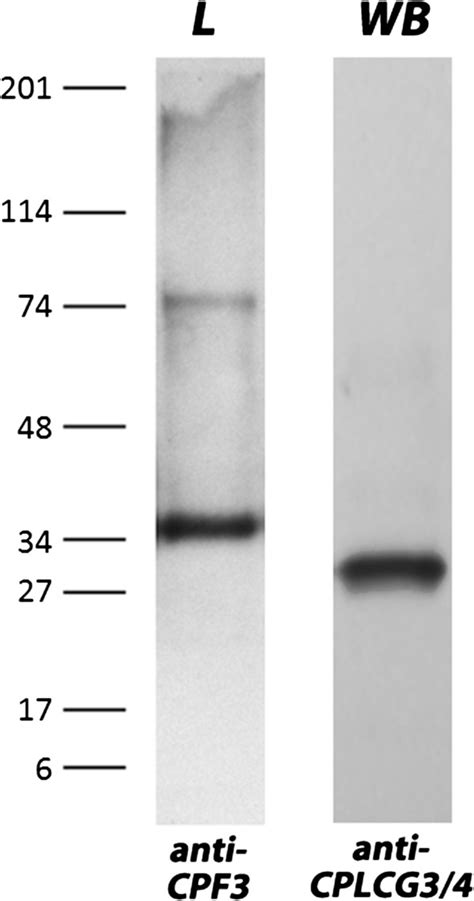 Western Blots Of Crude Protein Extracts Extracts From Legs L And