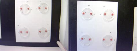 Fly Tracking Object Detection Dataset And Pre Trained Model By Fly
