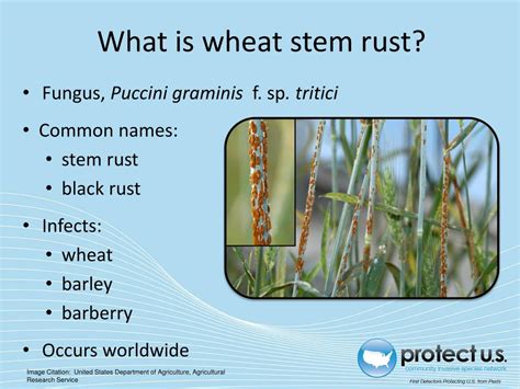 PPT Wheat Stem Rust Ug99 Recognition Risk And Response PowerPoint Presentation ID 1675652