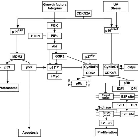 The Map Kinase Signaling Pathways Many Cellular Processes Including Download Scientific