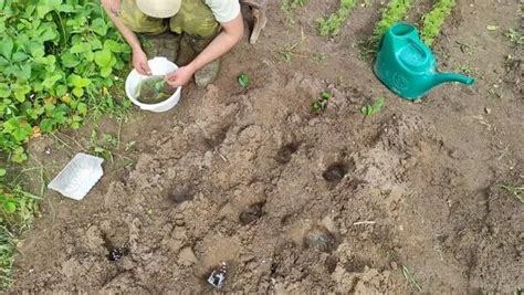 Как вырастить цветную капусту в открытом грунте Дачные секреты для хорошего урожая от А до Я