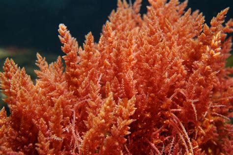Algae Reproduction Life Cycles Adaptations Britannica