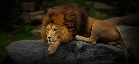 Why To Choose Gir National Park Over Devaliya Safari