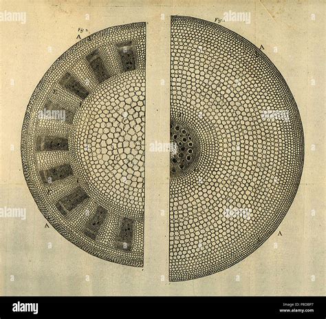 Tree Cross Section Isolated High Resolution Stock Photography And Images Alamy
