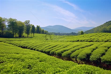 茶园种植的茶叶高清图片下载 正版图片600319486 摄图网