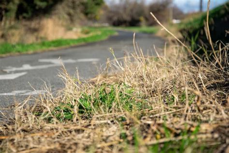 Dormant Grass Vs Dead Grass