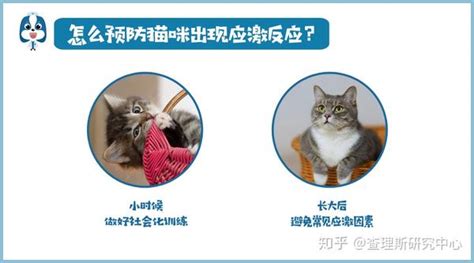 猫咪不爱吃饭精神差出现应激反应怎么办怎么预防猫咪出现应激呢 知乎