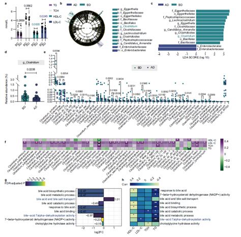 客户案例 Nc：肠肝轴再添实证！这种戒酒药物可通过调节肠道菌群改善非酒精性脂肪性肝炎 肿瘤细胞 氨基酸代谢 非靶向代谢 脂质 多组学代谢流