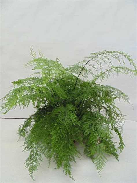 Asplenium Bulbiferum