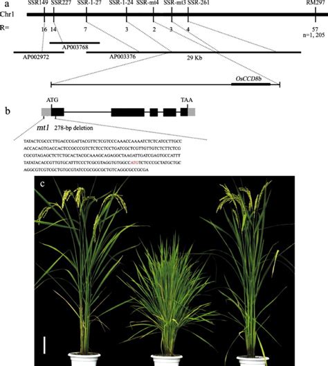 Map Based Cloning Of The Mt1 Gene A Fine Mapping Of Mt1 R