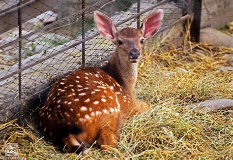 Pin Tillagd Av Doris Lucci På Fellnasen Und Andere Vierbeiner