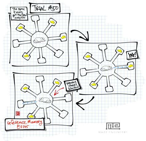 Maze Bazics The 8 Arm Radial Maze Conduct Science