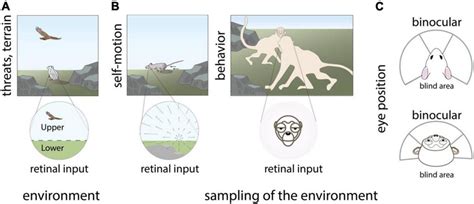 Visual Inputs Received By The Retina Exhibit Location Dependent