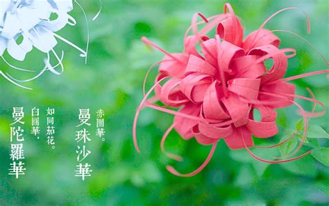 Bilibili Origami