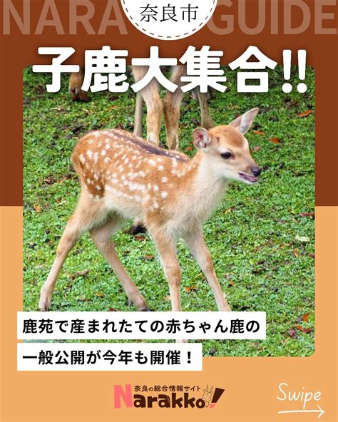 Narakko 【奈良のおでかけ情報】 【newオープン】ごはんカフェspoon Terrace ならやま大通り沿い、西登美ヶ丘に