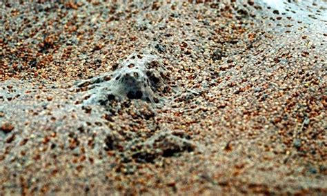 Common Stored Grain Insect Pests