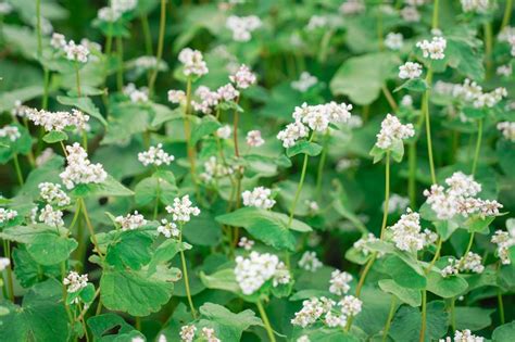 메밀꽃 필 무렵 제주 와흘 메밀마을 두피디아 여행기