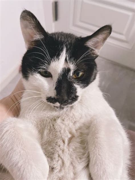 苏州小粘人精找家 领养猫咪
