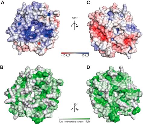 Structural Identification Of The Vps18 β Propeller Reveals A Critical Role In The Hops Complex