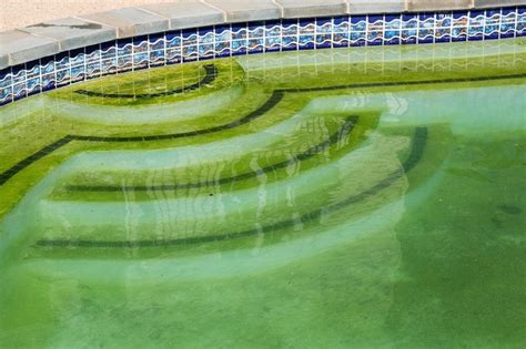 How To Identify Treat And Remove Algae In Your Swimming Pool