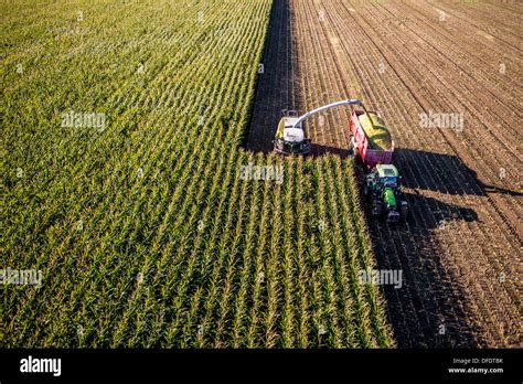 Agriculture Corn Harvest Combine Harvester Works Through A Corn