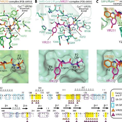 Activity Profiling Of Sars Cov 1 And 2 Plpro Protease A Top Download Scientific Diagram
