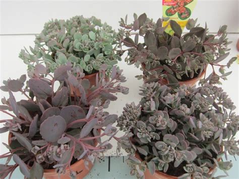 Sedum Cauticola — Plant Wholesale Floraccess