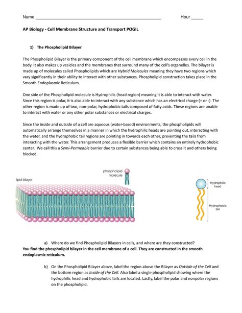 AP Biology Cell Membrane Structure And Transport It Also Makes Up Vesicles And The Membranes