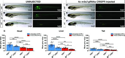 Both Gr And Mr Are Directly Required In The Hif Signalling Pathway