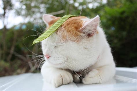 猫叔笑的图片猫叔超清图片猫叔最典的图片大山谷图库