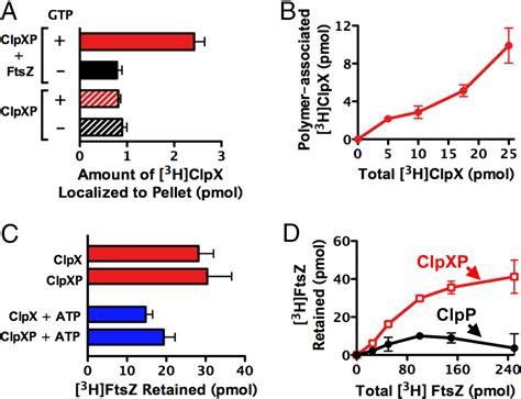 Clpxp Protease Degrades The Cytoskeletal Protein Ftsz And Modulates Ftsz Polymer Dynamics Pnas