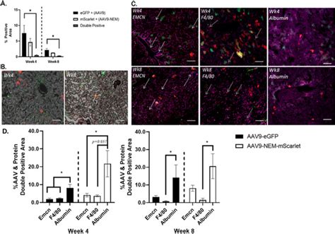 Chemical Modification Of Aav9 Capsid With N Ethyl Maleimide Alters