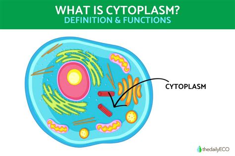 What Is Cytoplasm And Its Function Definition And Structure
