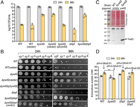 A Δywlg Null Mutant Is Resistant To Glucose Dependent Cell Death In The