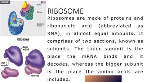Cell Structure Powerpoint Presentation Pptx Biological Sciences Science