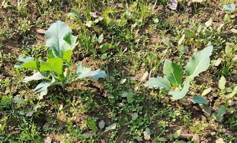 Gardening Sustainability Personalgrowth Collegeexperience