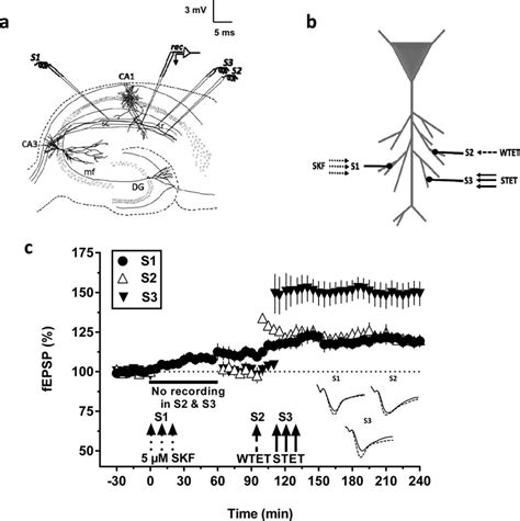 Late Plasticity Within The Vicinity Of Competing Synapses Prevents Download Scientific Diagram