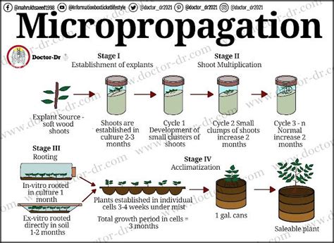 Micropropagation Plant Tissue Culture