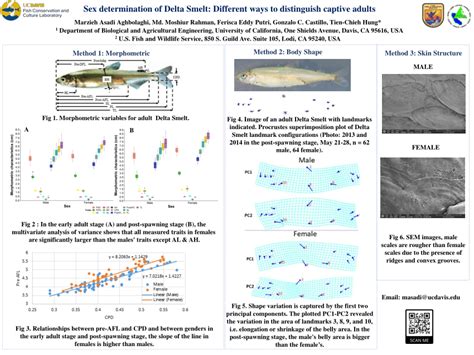 PDF Sex Determination Of Delta Smelt Different Ways To Distinguish Captive Adults