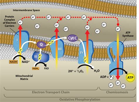 10 3 Oxidative Phosphorylation Concepts In Biology