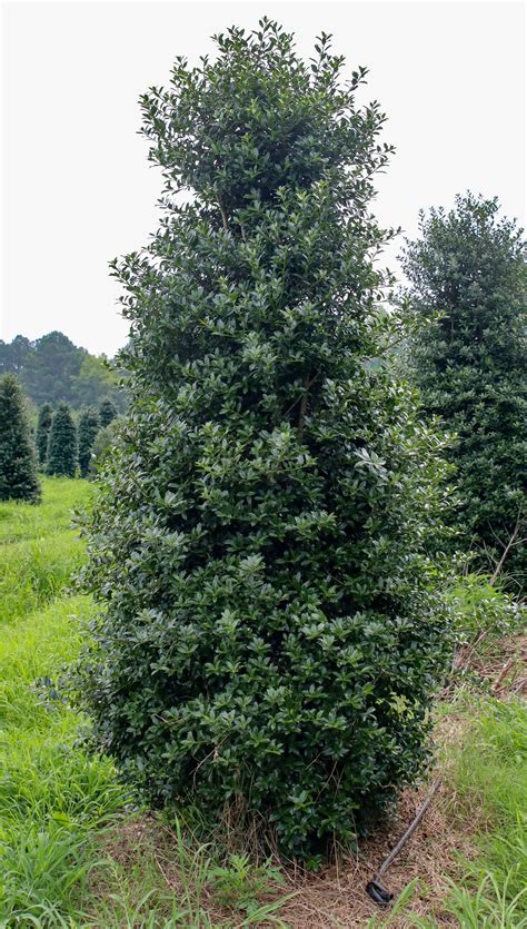 Ilex X Hl10 90 ~ Christmas Jewel® Holly Moons Tree Farm