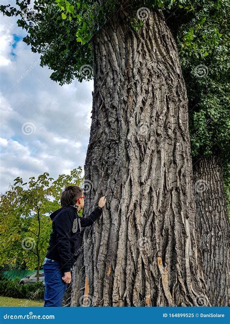 Huge Trunk Of An Old Tree A Big Old Tree Root Vertical Photos Royalty Free Stock Image