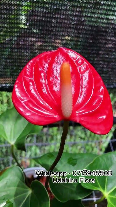 🦋දුර්ලභ වර්ග කීපයකින් හැමතැනම දකින්න නැති වර්ග එකතුවක් අඩුම මිලට අවුරුදු වාසි Viral