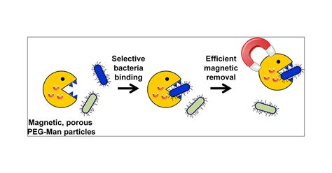 Magnetic Porous Sugar Functionalized Peg Microgels For Efficient Isolation And Removal Of