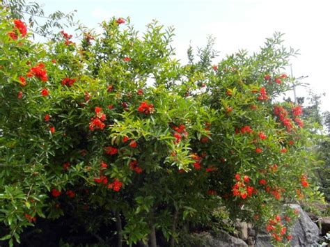 풍요의상징 석류꽃 풍요와 다산의상징 석류꽃츼 멋과매력 네이버 블로그