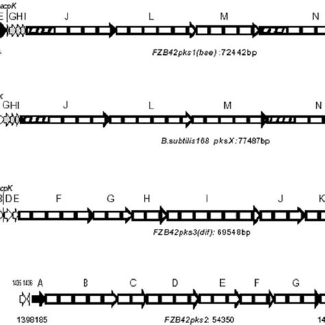 Model For Difficidin Biosynthesis Domains Predicted To Be Inactive Are