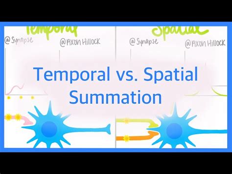 Spatial Summation Muscle