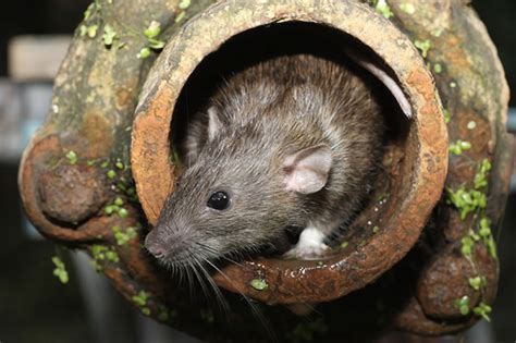 Palm Rats And Roof Rats Catseye Pest Control